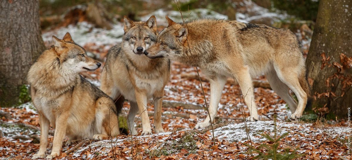 BMUKN: Deutschland meldet günstigen Erhaltungszustand des Wolfs an EU ...