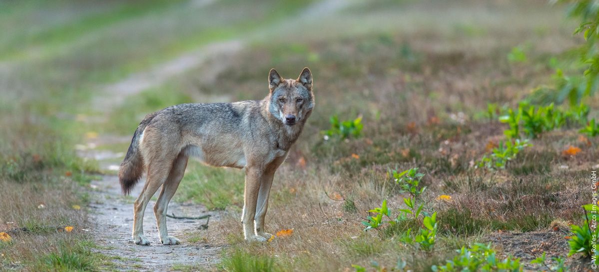 BMUKN: Hintergrundinformationen zum Wolfsmanagement | Download