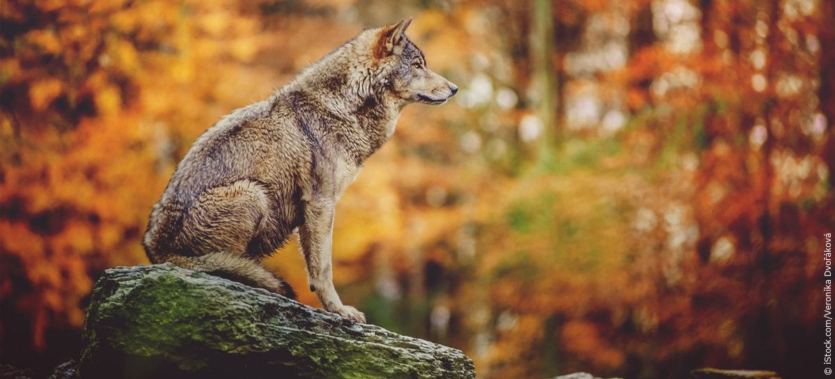 BMUKN: Praxisleitfaden Wolf | Download